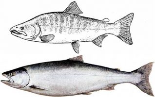 Рыба сима фото и описание | Где водится и сколько стоит