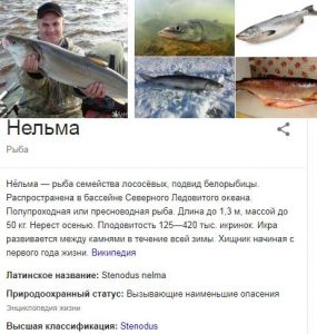 Рыба нельма описание и фото | Все о нельме в деталях